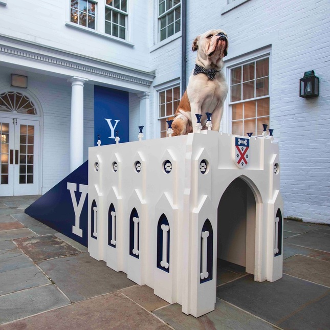 The OG mascot | Daily Snap | Yale Alumni Magazine