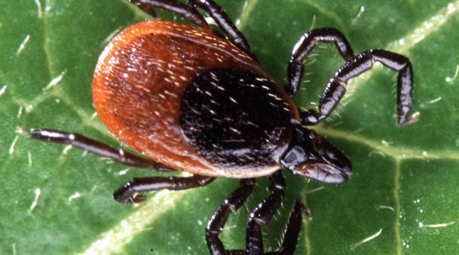 Ticks could be . . . life savers? | Findings | Yale Alumni Magazine